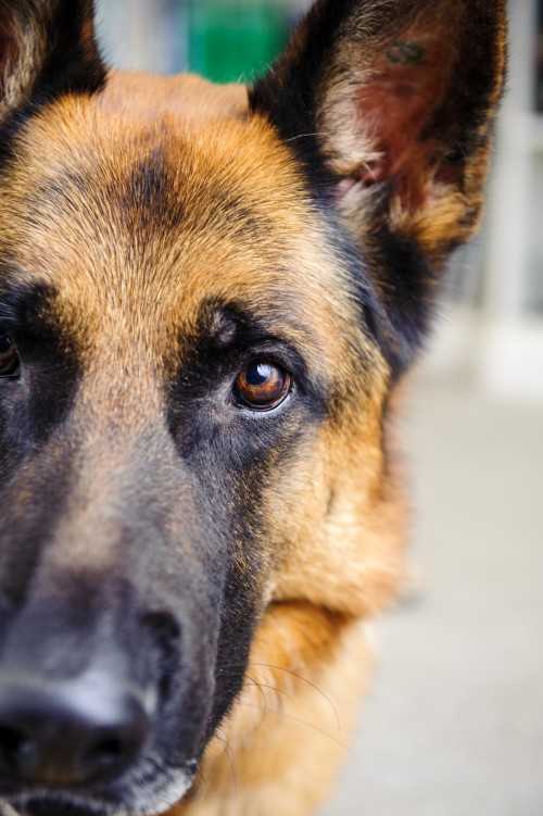 German Shepherd Face Close Up